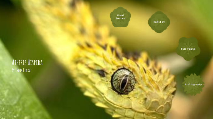 The Atheris Hispida by Emma Beard on Prezi