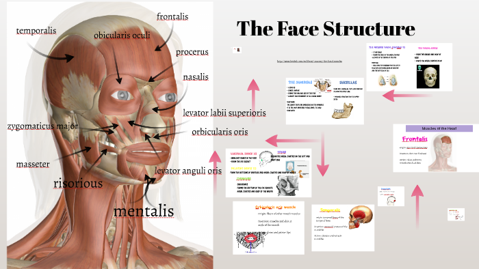 The Face Structure by Rowyn Gatchalian on Prezi