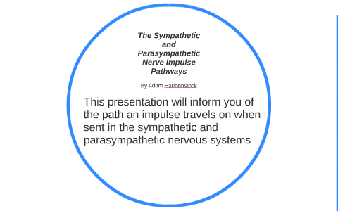 The Sympathetic and Parasympathetic Nerve Impulse Pathways by Adam ...