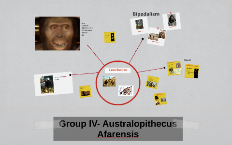 Group IV- Australopithecus Afarensis by Dakota Wenberg on Prezi