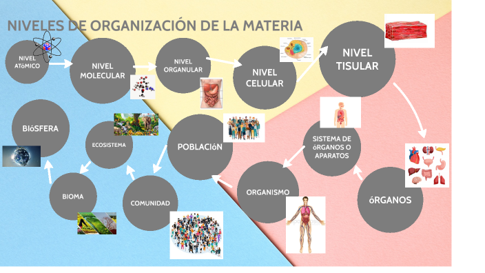 NIVELES DE ORGANIZACIÓN DE LA MATERIA by Montse Martinez on Prezi