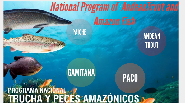 National Trout and Amazon Fish Program by jose chiu on Prezi