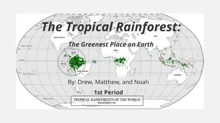 The Tropical Rainforest by Drew Statom on Prezi