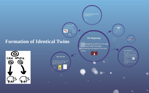 Formation of Identical Twins by Jay Smith on Prezi