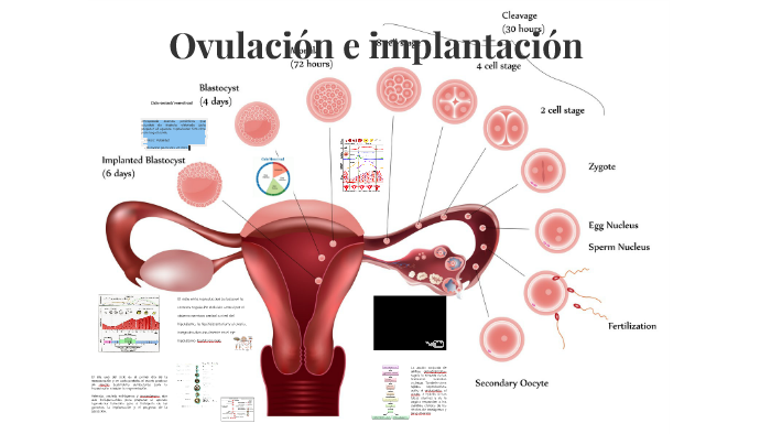 Ovulación e implantación by Ana Patricia Román González on Prezi