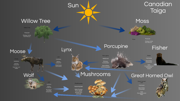 Taiga Food Web by Maddie Farah on Prezi
