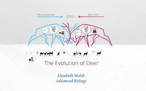 The Evolution of Deer by Elizabeth Walsh on Prezi
