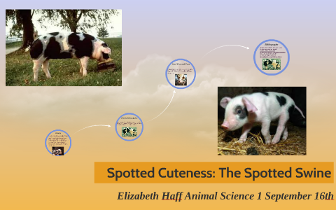 Spotted Swine by Elizabeth Haff on Prezi