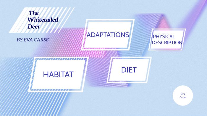 The White Tailed Deer by Lisa Carse on Prezi
