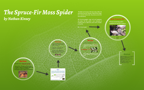 The Spruce-Fir Moss Spider by Nathan Kinsey on Prezi