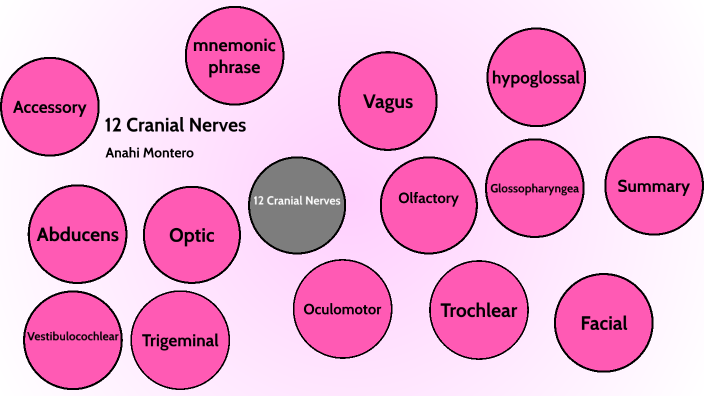 The 12 Cranial Nerves by Jimena Montero on Prezi