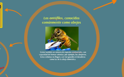 Los antófilos, conocidos comúnmente como abejas by Yldefonso de la ...