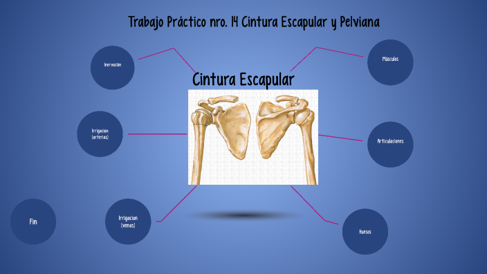 Cintura Escapular by Sofi Ramos on Prezi