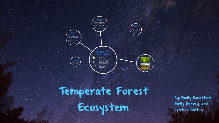 Temperate Forest Ecosystem by Emily Donaldson