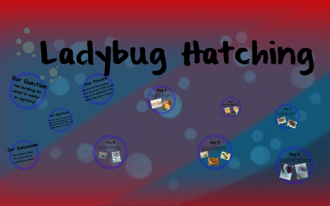 Ladybug Hatching by Emma S on Prezi