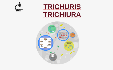 TRICHURIS TRICHIURA by carmen gaitan on Prezi