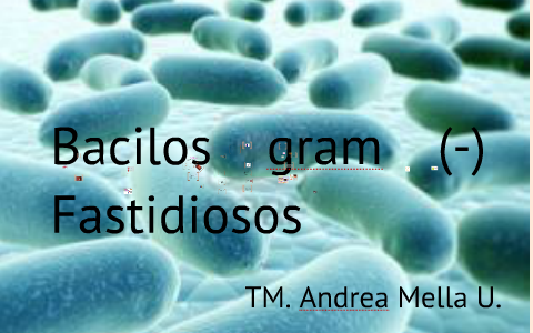 Bacilos gram negativos fastidiosos by Andrea Mella Uribe on Prezi