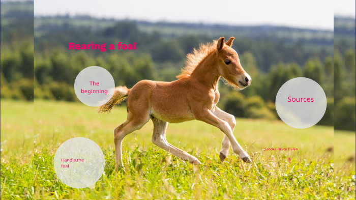 Rearing a foal by Sandra Dalen on Prezi