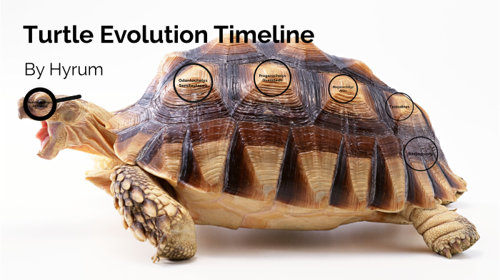 Turtle Evolution Timeline by hyrum yorgason on Prezi