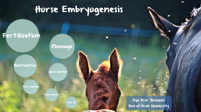 Horse Embryo Development by aya assir on Prezi