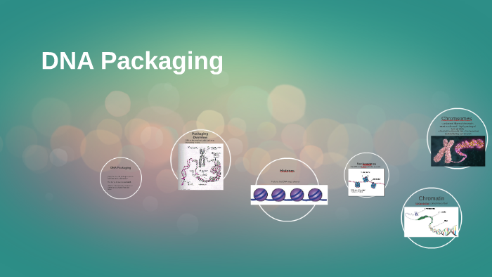 DNA Packaging by Caroline Harris on Prezi