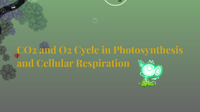 CO2 and O2 Cycle in Photosynthesis and Cellular Respiration by Jason ...