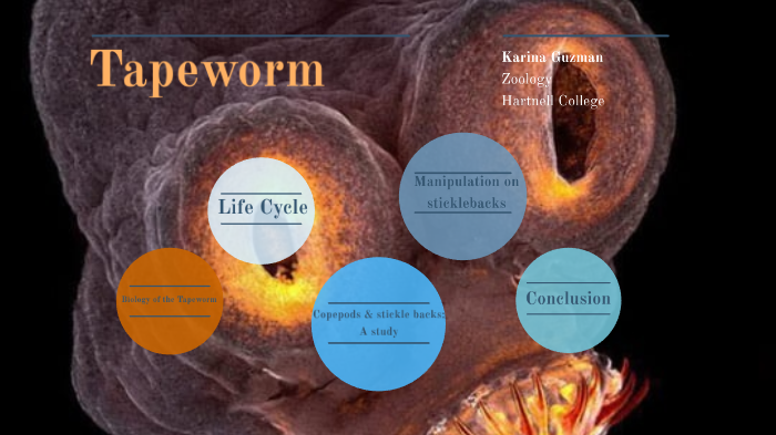 Reproduction and Behavior in Tapeworms by Karina Guzman on Prezi