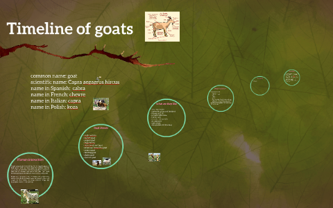 Timeline of goats by julia korducki on Prezi