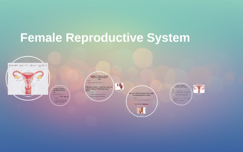 Female Reproductive System by Mrs. Chamberland on Prezi