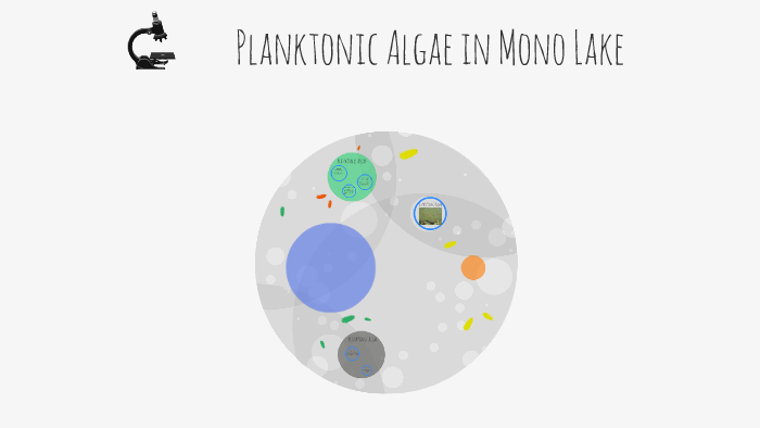 Planktonic Algae of Mono Lake by emma aldish on Prezi