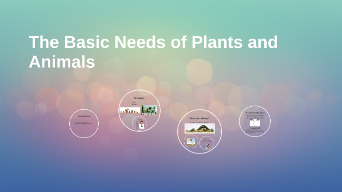 The Basic Needs of Plants and Animals by kaylee shelton