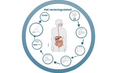 verteringsstelsel by Tessa de Boer on Prezi