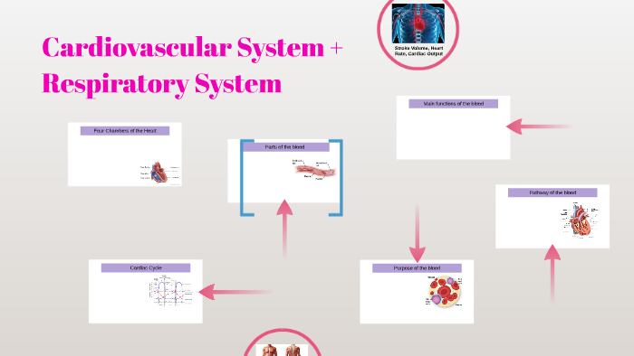 Cardiovascular System + Respiratory System by Brylie Allen on Prezi