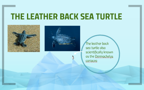THE LEATHER BACK SEA TURTLE by Lacy Alston