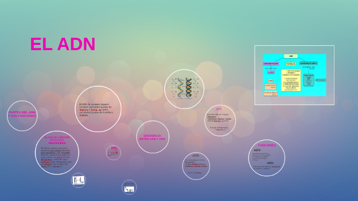 PARTES DEL ADN Y SUS FUNCIONES by andrea ortiz on Prezi