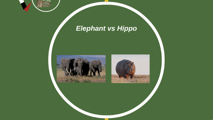 Elephant Vs Hippo