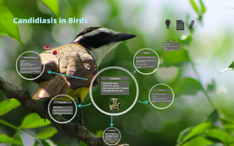 Candidiasis in Birds by Chelsea Canon