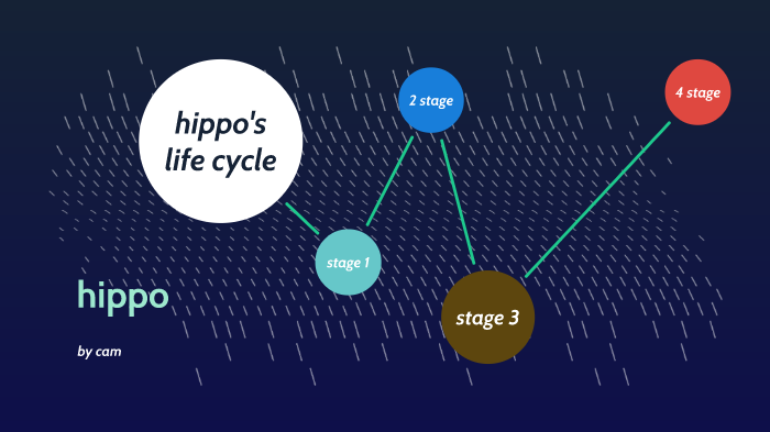 hippo's life cycle by cameron burnett on Prezi
