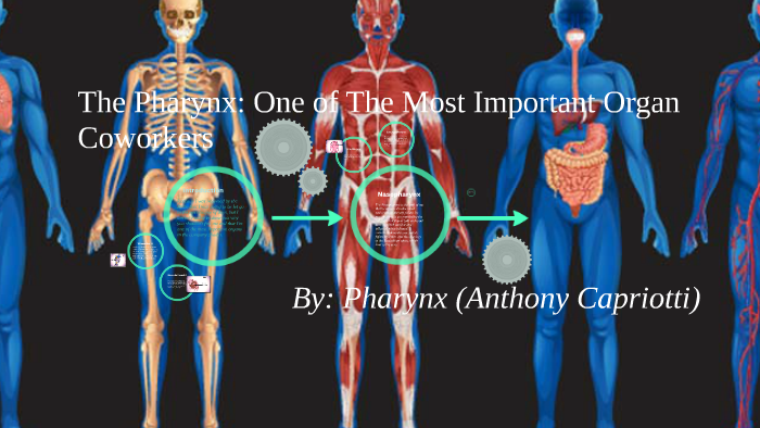 Human Body Corporation Project - Anthony Capriotti by Anthony Capriotti ...