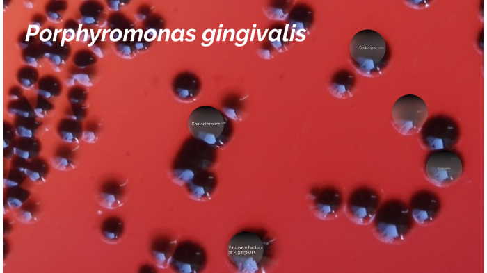 Porphyromonas gingivalis by Jagjyot Rayat on Prezi