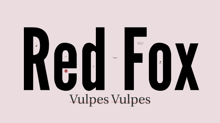 Red fox by logan gragg on Prezi