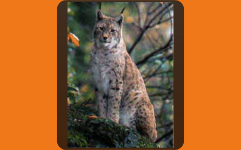 les animaux du canada by veronika vdovychenko on Prezi