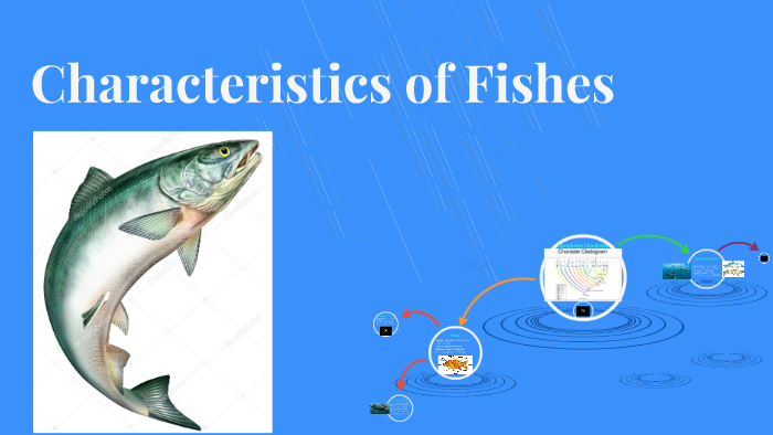 Characteristics of Fishes by Laura Wommack on Prezi