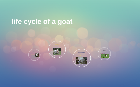 life cycle of a goat by Stephanie Sumarna on Prezi