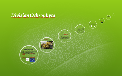 Division Ochrophyta by Marcela García on Prezi