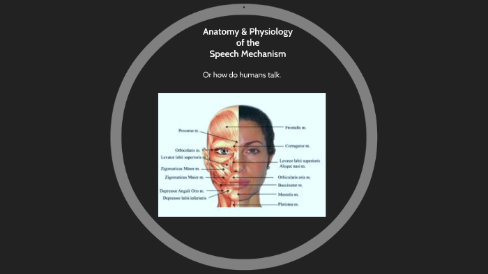 Anatomy & Physiology of the Speech Mechanism by on Prezi