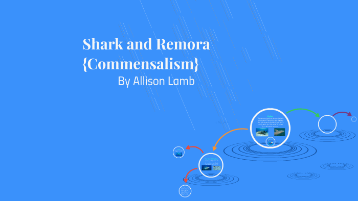 Shark and Remora {Commensalism} by Allison Lamb on Prezi