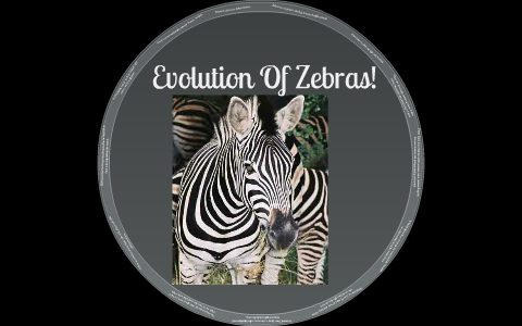 Evolution of Zebras by alexis pope on Prezi