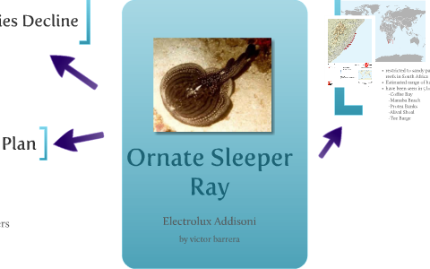 Ornate Sleeper Ray by victor barrera on Prezi