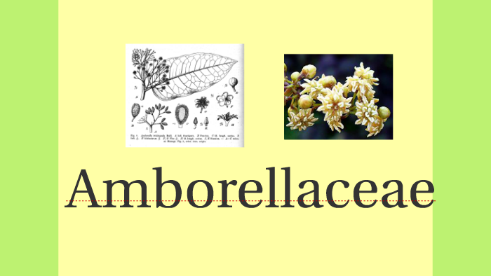 Amborellaceae by Sarah Deacon on Prezi